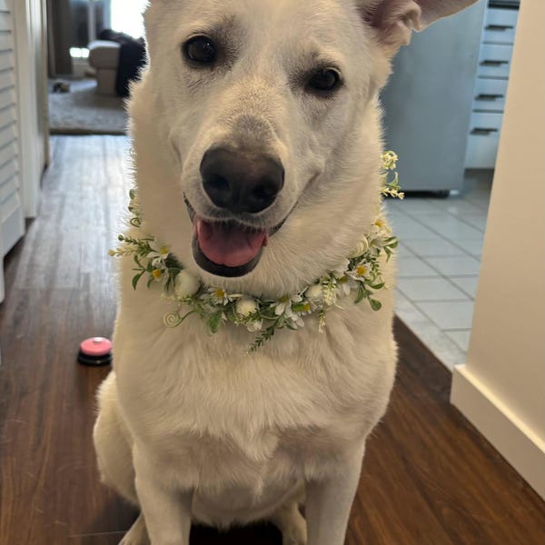 Sparkling Bunny and Chick Frill Dog Collar | Dog Festivities Easter ...