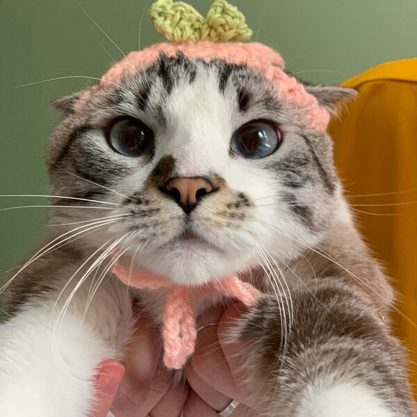 Peach Crochet Hat for Cat or Small Dog (cat Accessories, Small Animal ...