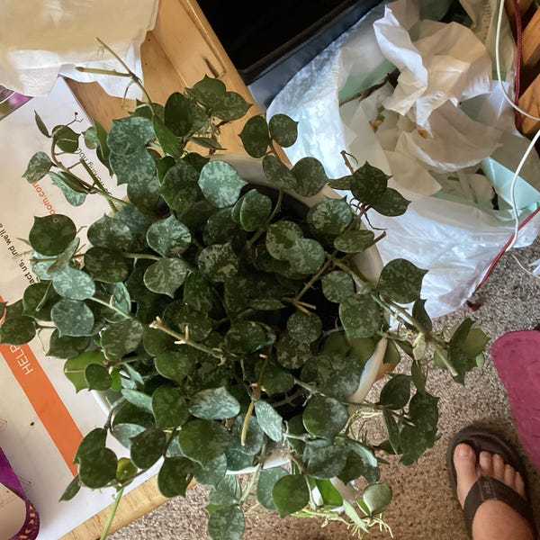 Hoya Curtisii Live Plant – Trailing Indoor Hoya With Silver Variegated ...