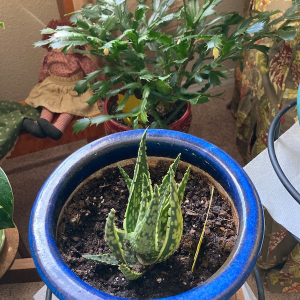 Mangave Maverick, Agave Hybrid, Agave X Manfreda, White Ceramic Pot, 4 ...