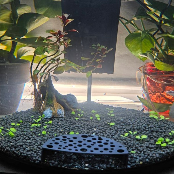 Complete Closed Terrarium Kit With Live Plants and Live Moss, Bioactive ...