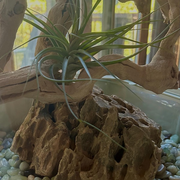 Terrarium Substrate Mix (premium Blend) | Terrarium Soil, Vivarium ...