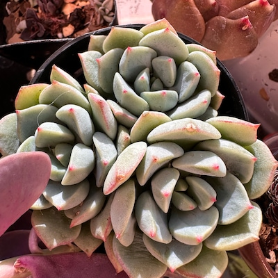 Echeveria Pink Diamond, Rare Succulent, Pink Lola Hybrid Succulent ...