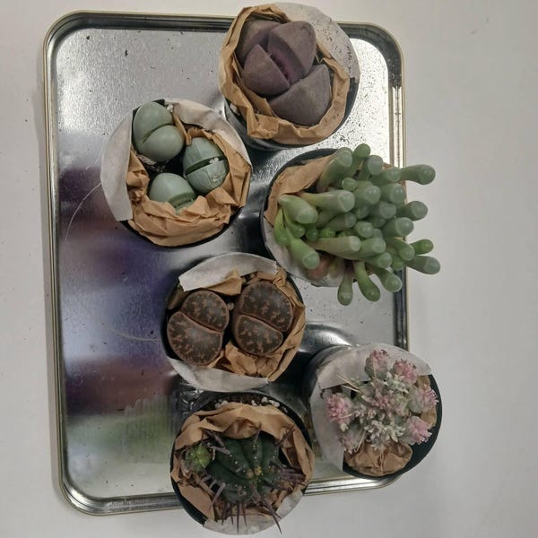 Baby Toes | 2.5 Inch | Fenestraria Rhopalophylla | Mimicry Plants ...