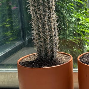 Toothpick Cactus, Stetsonia Coryne, Cactus, Succulent, Live Plant - Etsy
