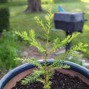 Coast Redwood Small Tree Seedling the Jonsteen Company - Etsy