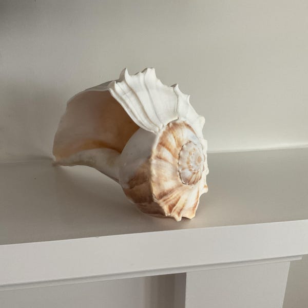 Lightning Whelk Conch Shell 3-13" Seashell -you Choose Size- Sea Shell ...