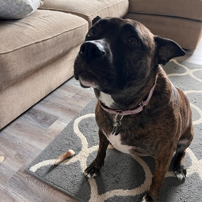 Orange and White Checkered Dog Collar, Martingale or Flat Collar, Dog ...