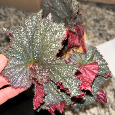 Tradescantia 'blushing Bride' - Etsy