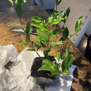 Camellia Sinensis live Tea Plant Propagated From Plants at Former ...