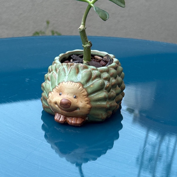 Premium 2-in-1 Aqua Planter Pot Bonsai Lotus Pot, Succulent Planter ...