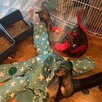 Wizard Ferretсhristmas for the Ferret Gift for Ferret Owner - Etsy Canada