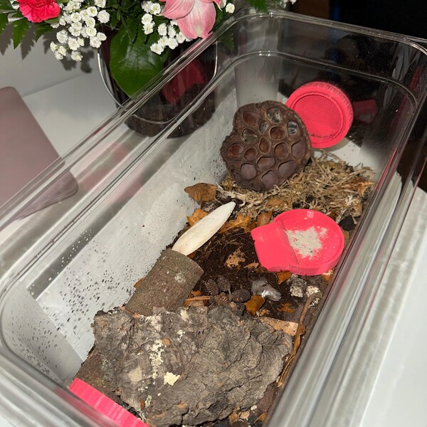 Deluxe Isopod Starter Kit Isopod Terrarium Kit for Isopods With Isopod ...