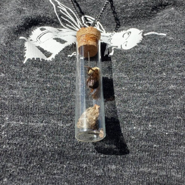Coyote Molar Curiosity Pendant ~ Shadowbox Bone Jewelry ~ Animal Tooth ...