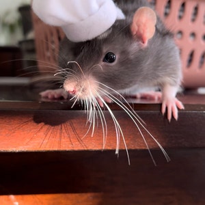 Jack O' Lantern Cape Costume for Pet Rats Orange Cape - Etsy