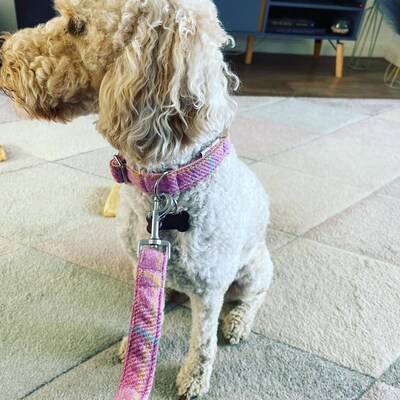 Periwinkle Blue Grey Pink Tweed Dog Collar Optional Bow Lead - Etsy