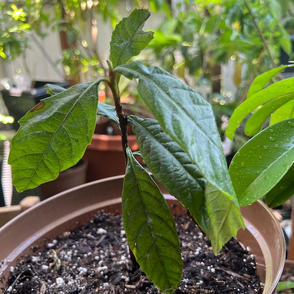 25 Four O'clock 'salmon Sunset' Mirabilis Jalapa Seeds "salmon Pink ...