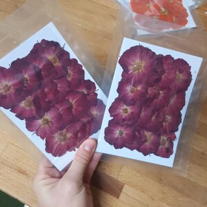 Real Dried Pressed Flowers Red Mini Rose 16 Pieces - Etsy