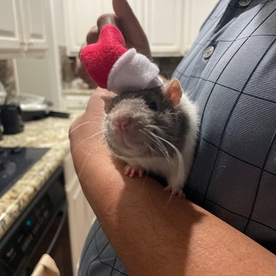 Jack O' Lantern Cape Costume for Pet Rats, Orange Cape With Black ...