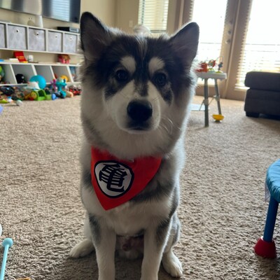 Piccolo Postboy Cosplay Earth Casual Namekian Driving T-shirt - Etsy