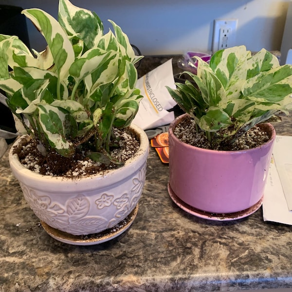 Elliot Planter Speckled Ombré Ceramic Pot in Multiple Sizes - Etsy