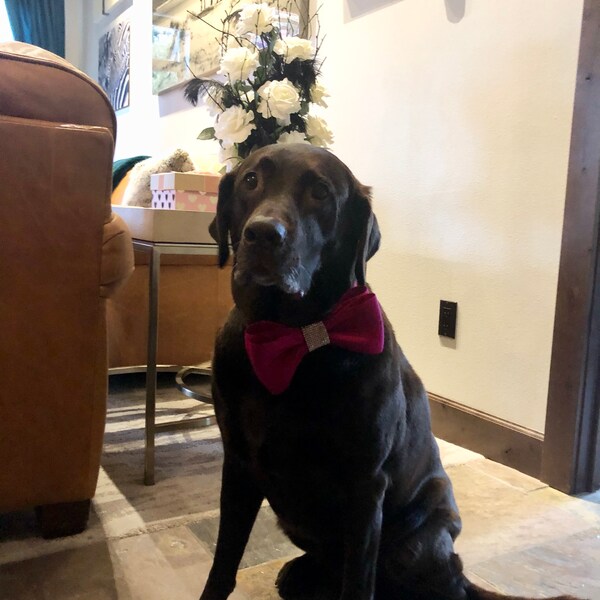 Pink Bow Tie Collar- Big Dog Bow- Oversized Bow -birthday Bow Tie for ...
