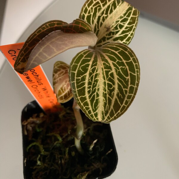Large Size Jewel Orchid, Ludochilus 'sea Turtle', Live House Plant ...