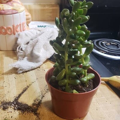 Kalanchoe Tomentosa Panda Plant Rooted in 4'' - Etsy