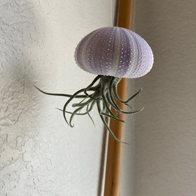 Jumbo Real Philippine Mud Jungle Starfish Sea Star 1 - Etsy