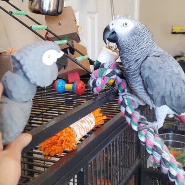 African Grey Articulated Fidget Figurine - Etsy