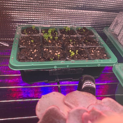 1/4-oz 2500 Baby Shanghai Pak Choi Seeds 上海青江菜 Green Stem Bok Choy ...