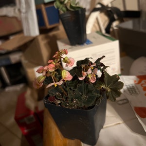 Begonia monica | Etsy