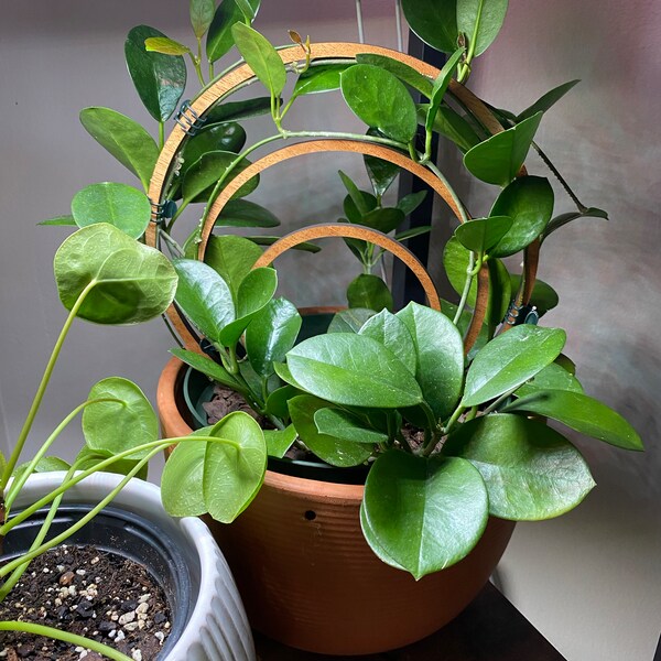 Triple Hoop Houseplant Trellis (2 Sizes) | Wooden Round, Endless Circle ...