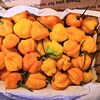 Whole Fresh Scotch Bonnet Peppers. Fresh Pods of Genuine Scotch Bonnets ...