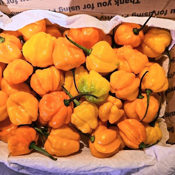 Whole Fresh Scotch Bonnet Peppers. Fresh Pods of Genuine Scotch Bonnets ...