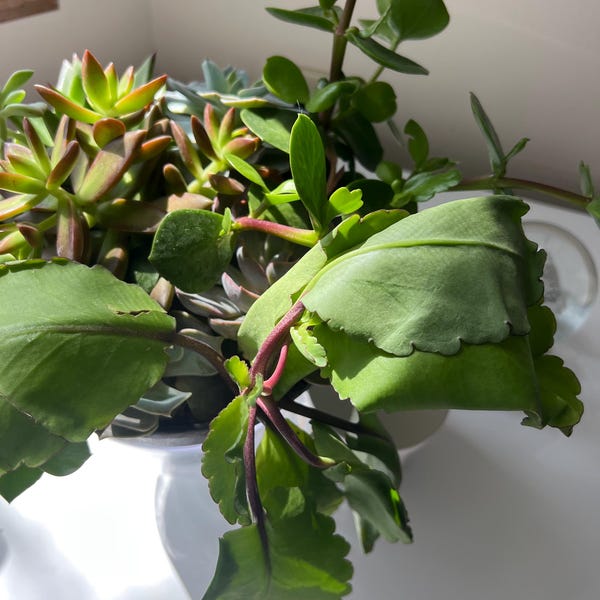 Siempre Viva Prodigiosa Hierba Planta Religion Yoruba Ifa Africana ...