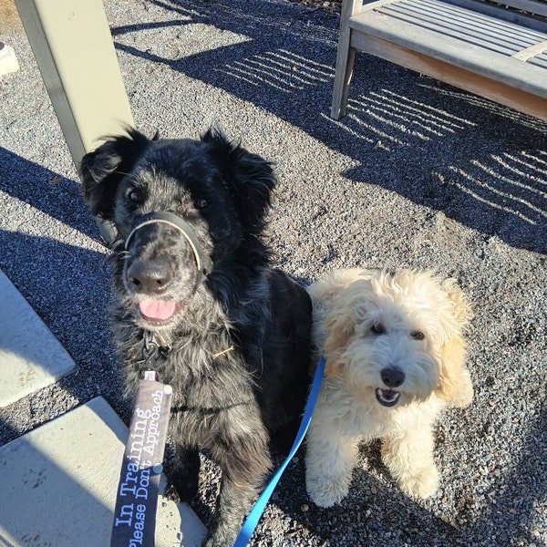 1 in Training Please Don't Approach, Leash Sleeve, Snap-on, 2 Lines on ...