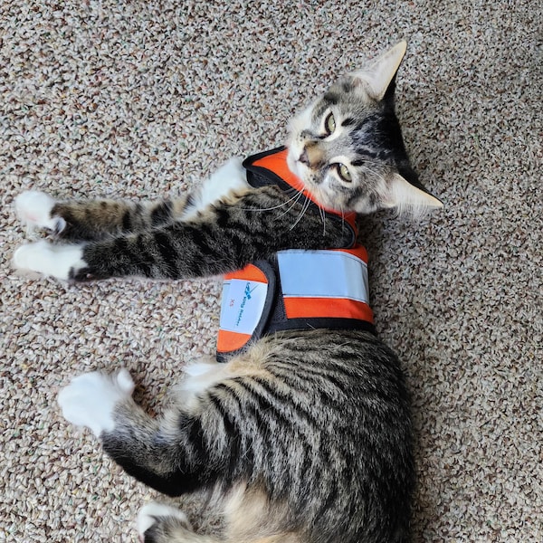 Kitty Holster Cat Harness (made in USA) - Etsy