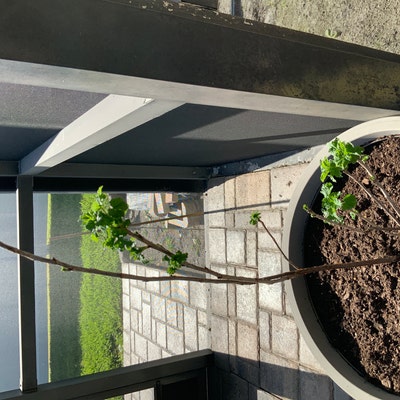 Evergreen Huckleberry scarlet Ovation - Etsy