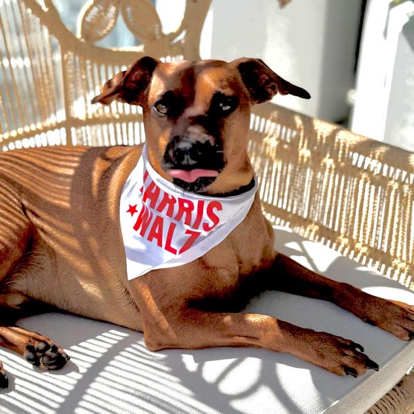 You’ve Been Boozed Wine Tote, Halloween Booze Gift Bags, Favor Treat ...