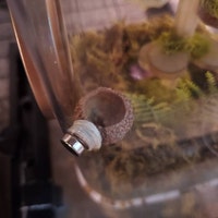 Jumping Spider Magnetic Acorn Ledge/hide classic Acorn, Flat Saucer ...