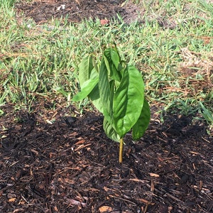 5 Bele Abelmoschus Manihot Edible Hibiscus Tonga Spinach - Etsy