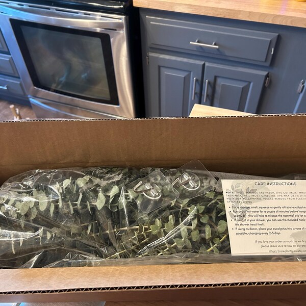 Fresh Eucalyptus Shower Bundle, Eucalyptus Shower Bundle, Indoor ...