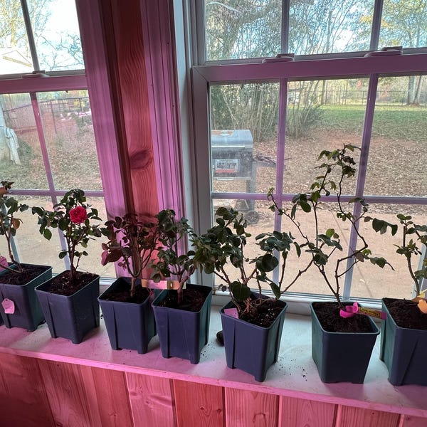 Princess Sakura. 樱花公主 Japanese Rose.continue Blooming. Disease ...