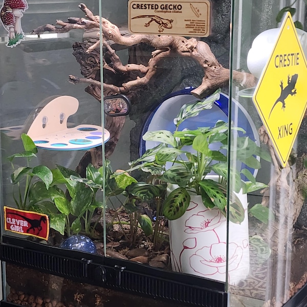 Pink Princess Philodendron Ledge for 0.5oz Deli Cup | Crested Gecko ...