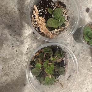 Rob's Pewter Bells Mini African Violet - Etsy