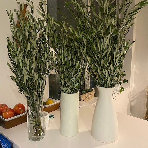 Fresh Olive Branches Perfect for Home Decor Olive Tree Bundle. Aromatic ...