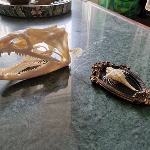 Real Frogfish Skeleton, Anglerfish, Antennariidae, Fish Taxidermy ...