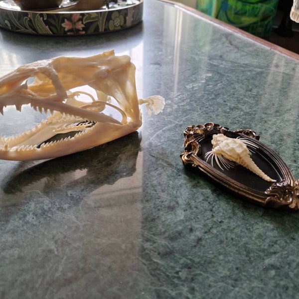 Real Lionfish Skeleton, Dendrochirus, Fish Taxidermy, on Queen Chess ...