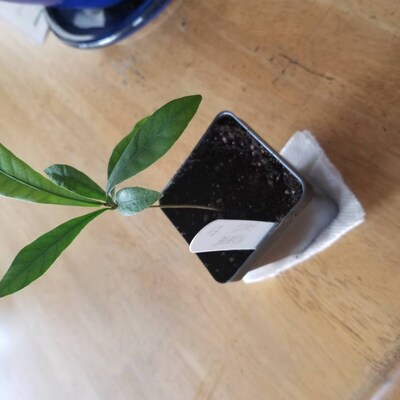 Miracle Fruit Synsepalum Dulcificum Miracle Berry Fruit Seedling PLANT ...